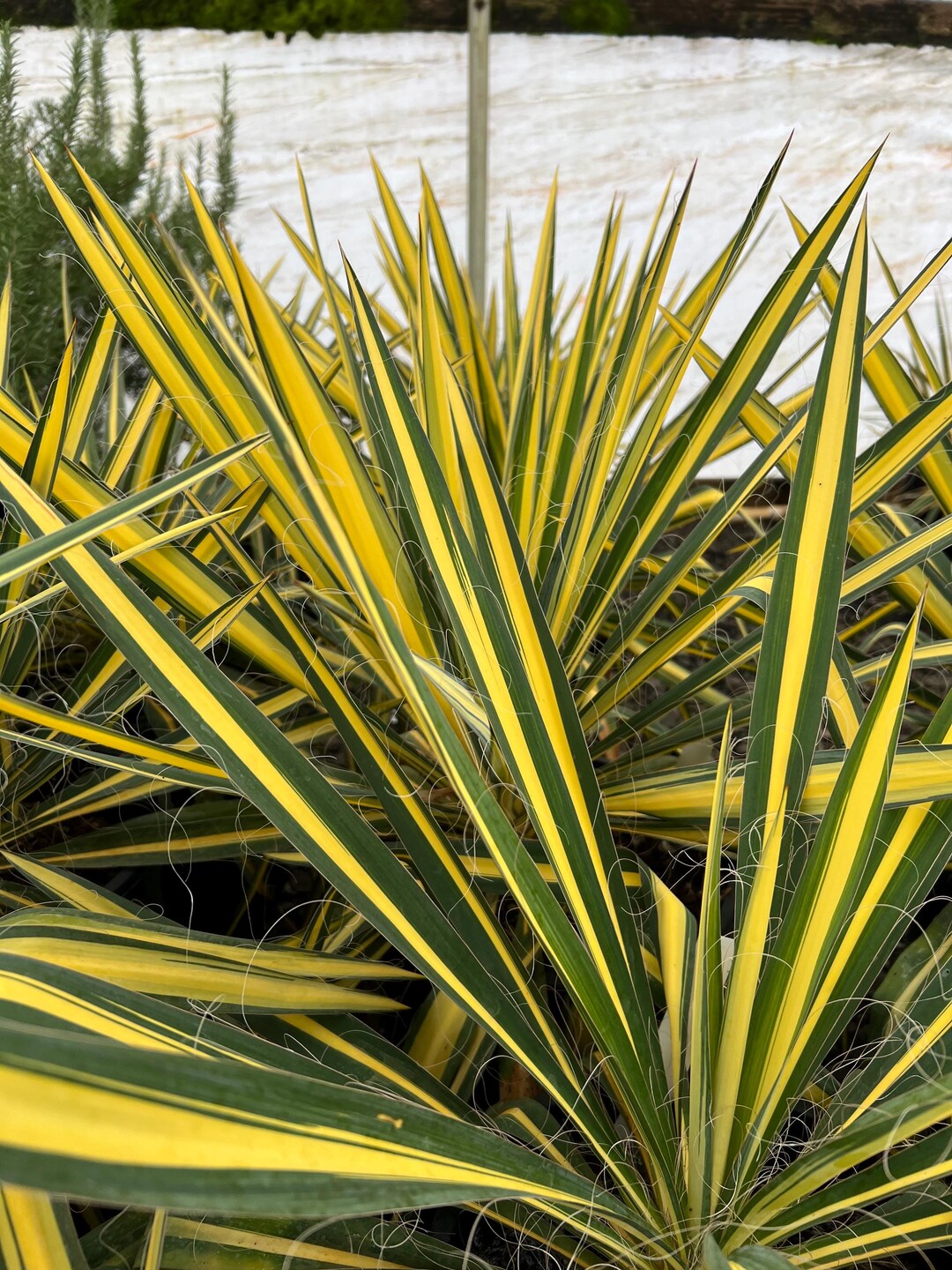 Yucca Filamentosa 'color Guard' | Color Guard Yucca | Yellow and Green ...