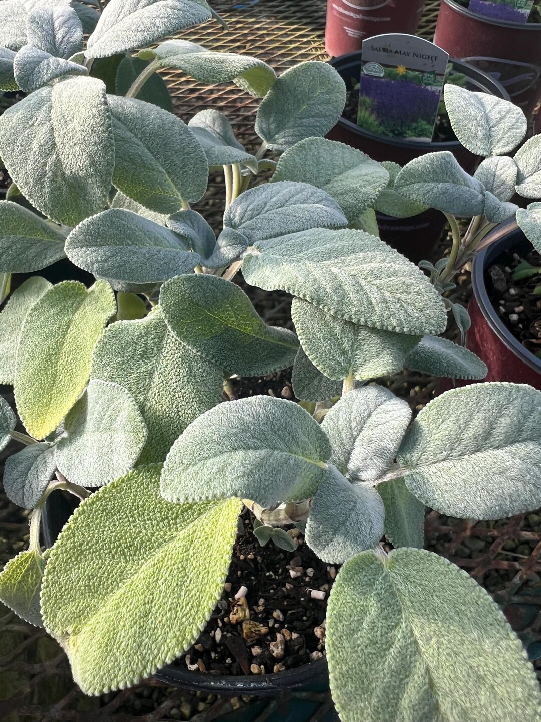 Salvia Officinalis 'berggarten' | Berggarten Sage | Culinary ...