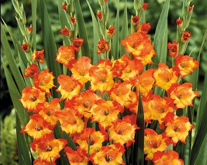 Gladiolus Firecracker, Red and Yellow Gladiolus, Large Flowering - 1 ...