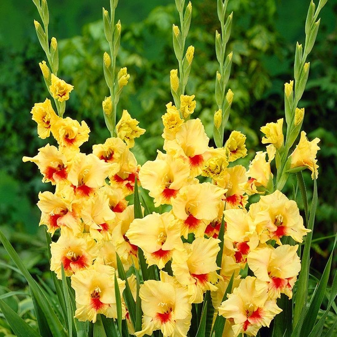 Gladiolus 'jester' | Bicolor Sword Lily, Tall Cut Flowers - Spring ...