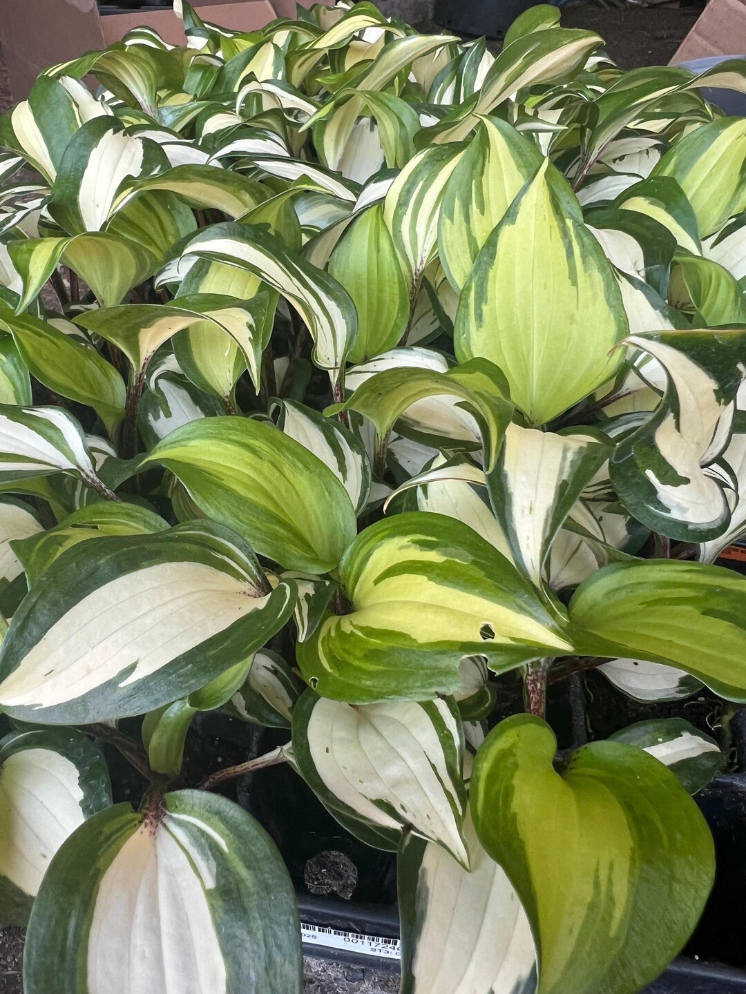 Hosta 'raspberry Sundae' | Small Variegated Plantain Lily - Etsy