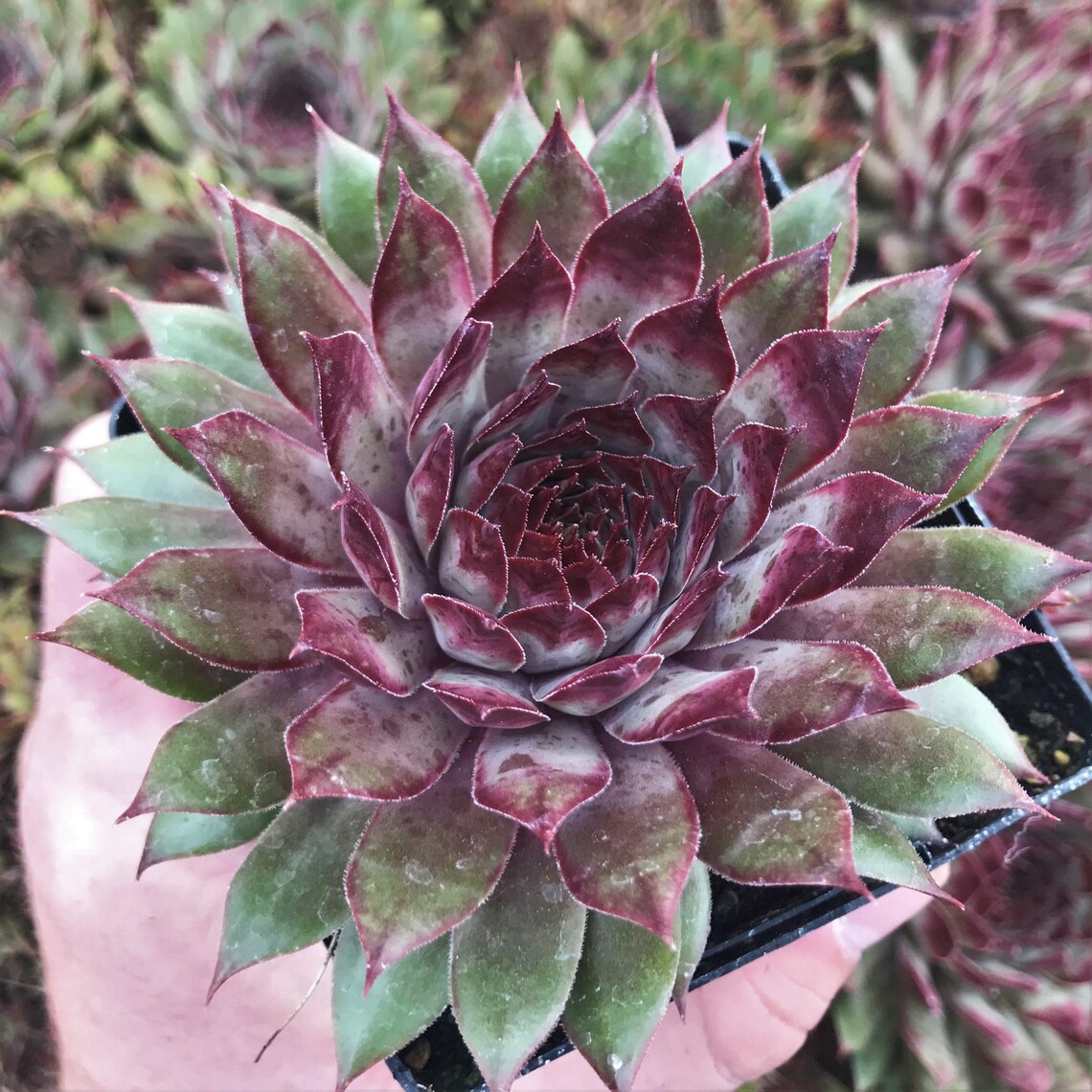 Sempervivum 'amanda' | Burgundy Hens and Chicks | Evergreen Succulent ...