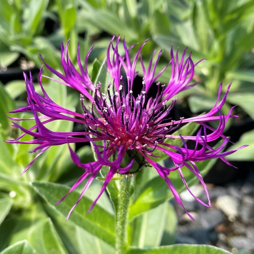 Centaurea 'amethyst Dream', Purple Mountain Cornflower, Perennial ...