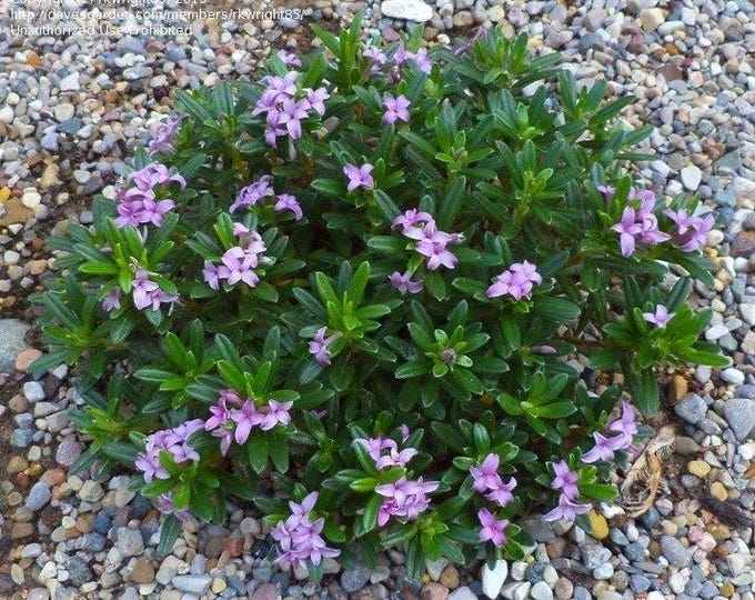 Daphne X Susannae 'lawrence Crocker' | Dwarf Daphne | Compact Fragrant ...