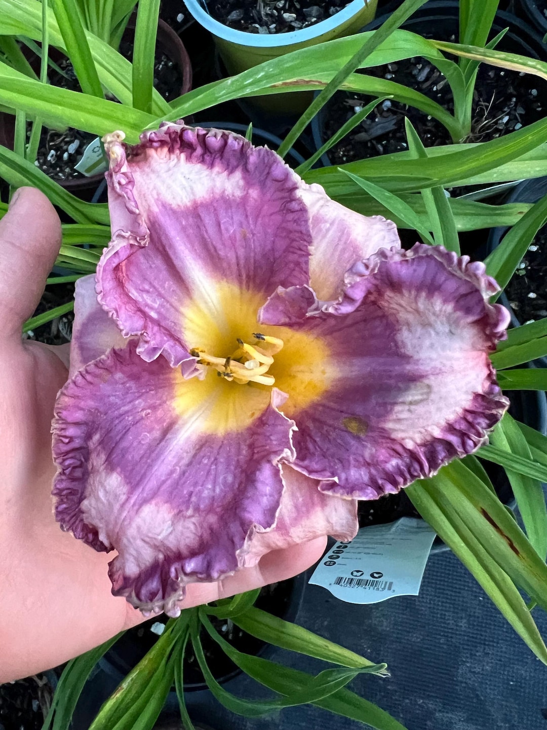 Hemerocallis 'you’ve Got Soul' | Pale Lavender and Deep Purple Daylily ...