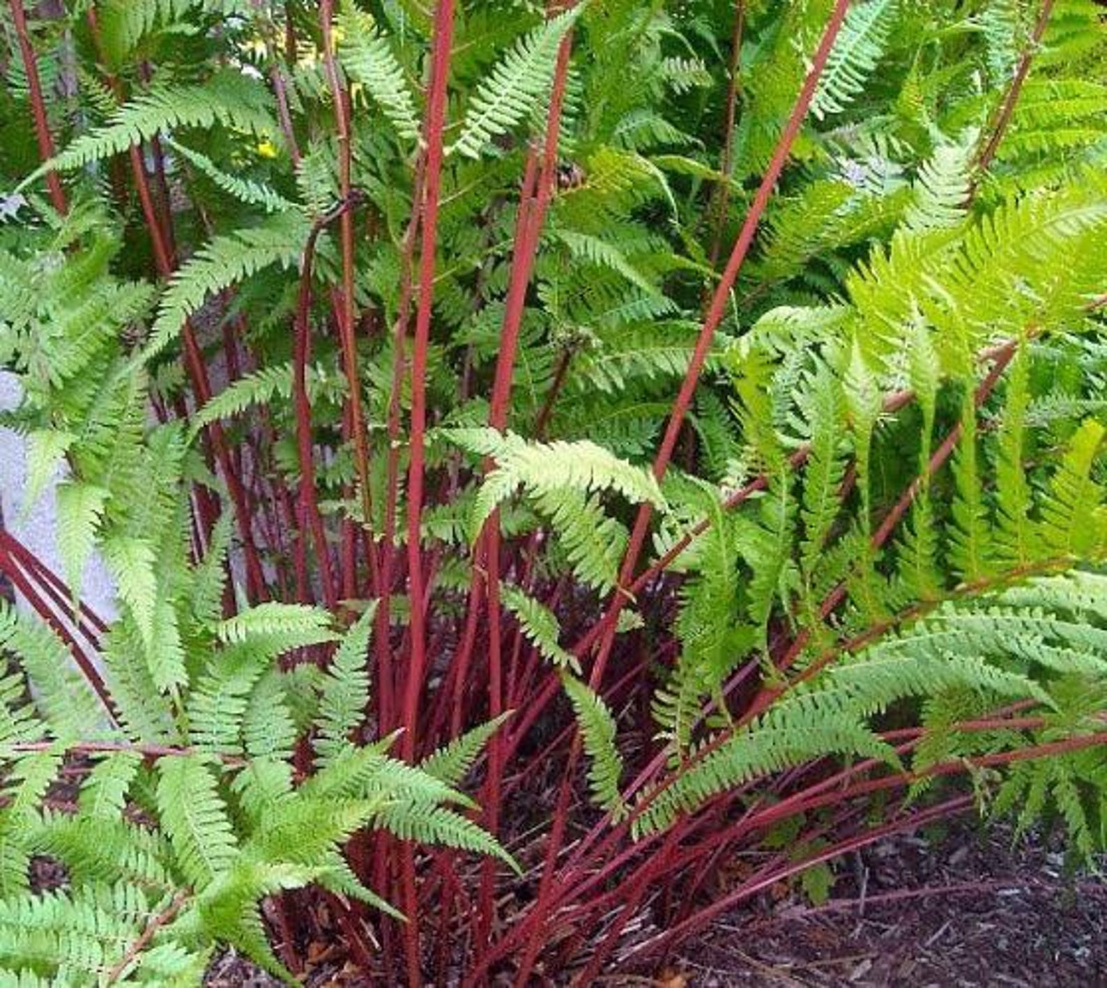 Athyrium Filix-femina Angustum 'lady-in-red' | Lady Fern, Deciduous - Etsy