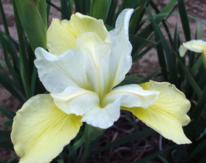 Iris Sibirica 'butter and Sugar' | Soft Yellow and White Siberian Iris ...