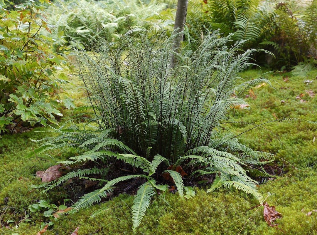 Blechnum Spicant | Deer Fern, Pacific Northwest Native Evergreen Fern ...