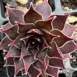 Sempervivum 'royal Ruby' | Ruby Red Hens and Chicks | Evergreen ...