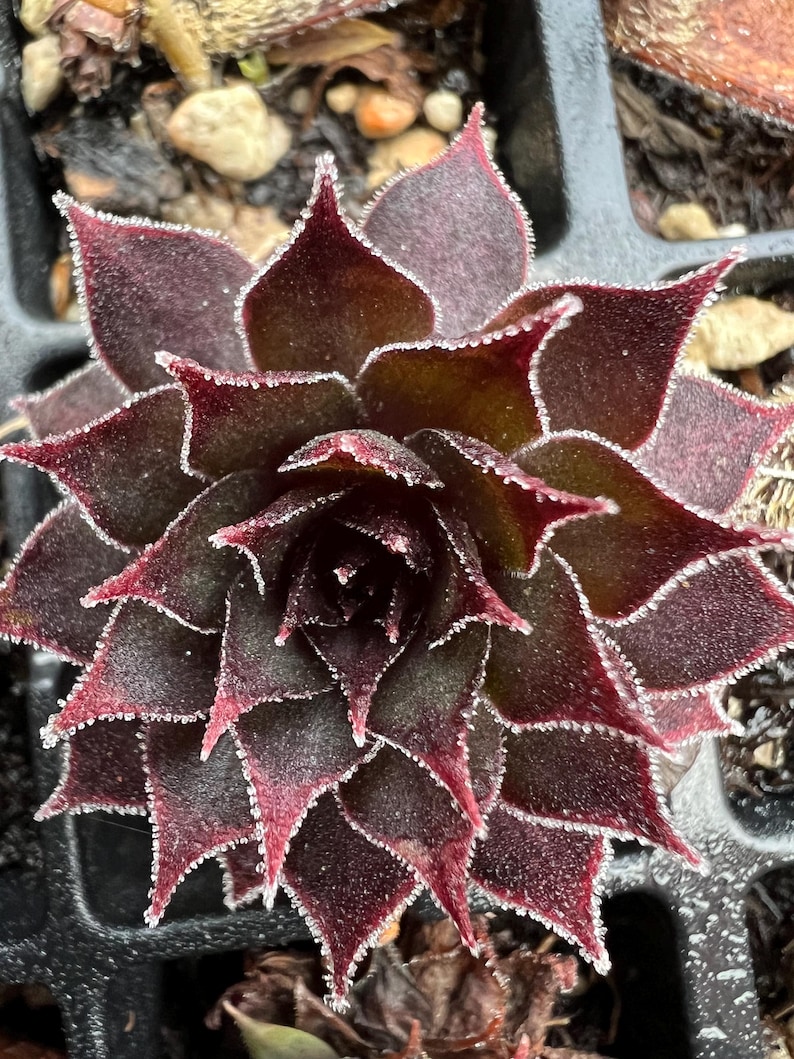 Sempervivum 'royal Ruby' | Ruby Red Hens and Chicks Succulent - Etsy