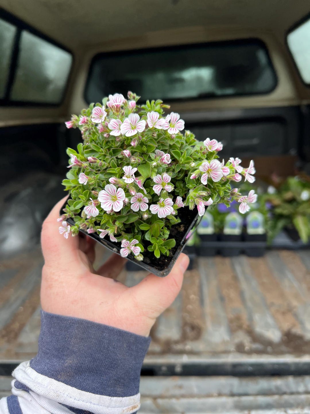 Gypsophila C. | Clumping Baby's Breath | Sun Loving Flowering ...