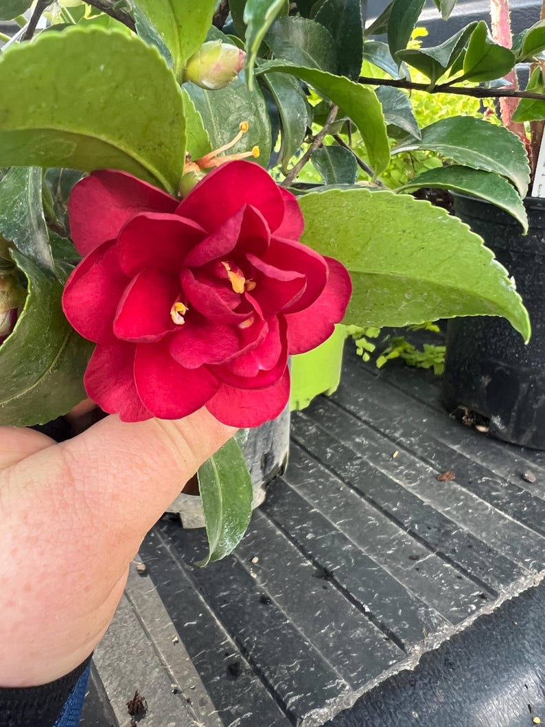 Camellia Sasanqua 'october Magic Ruby' | Evergreen Flowering Shrub ...