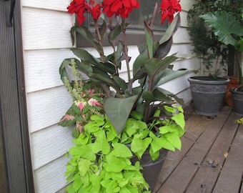 Canna Lily - Dwarf Lucifer - Etsy