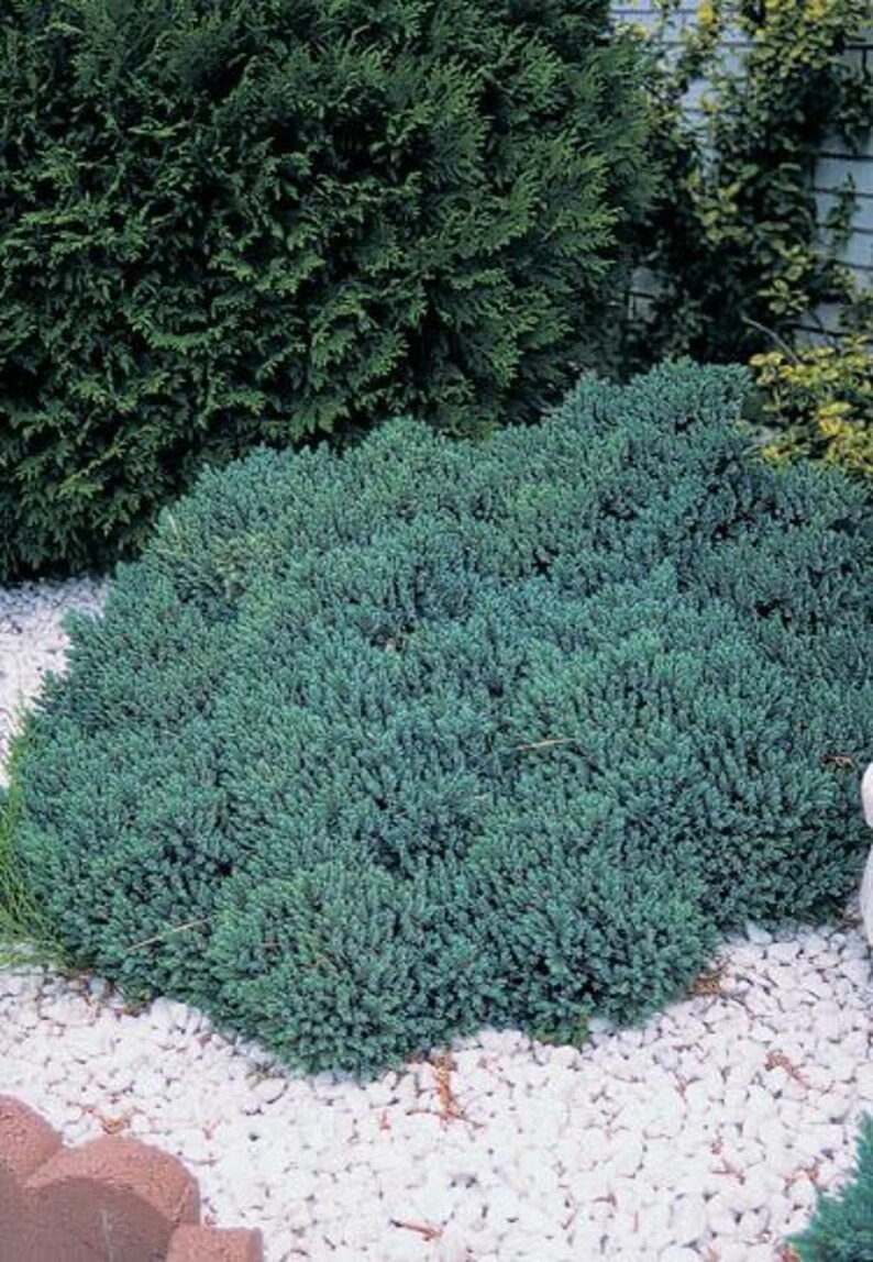 Juniperus Squamata 'blue Star' | Dwarf Blue Juniper, Evergreen Conifer ...