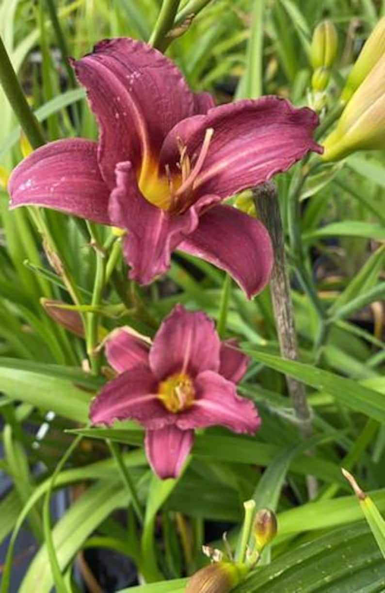 Hemerocallis 'raspberry Pixie' | Rosy Pink Daylily, Re-blooming Dwarf ...