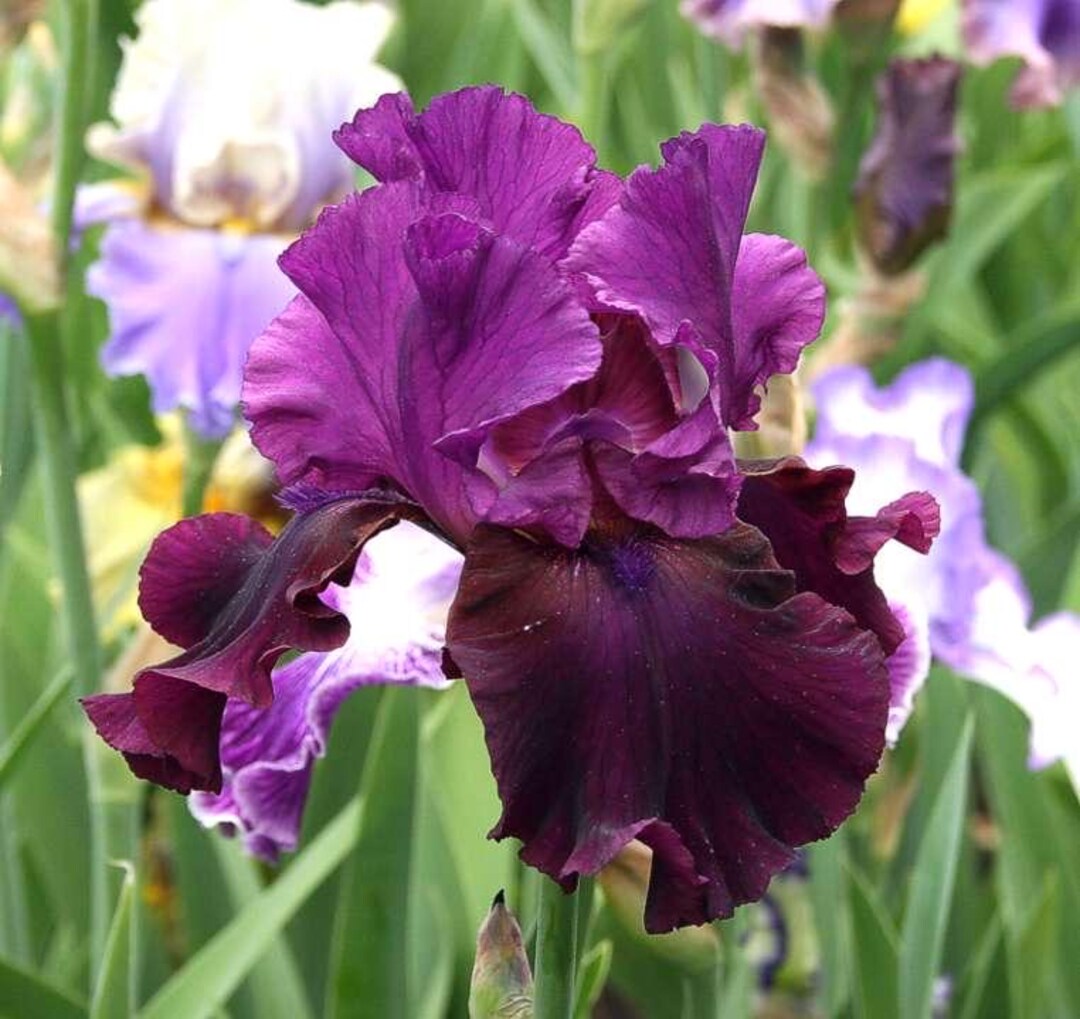 Iris 'plum Fun' | Deep Purple Bearded Iris | Reblooming Perennial | 1 ...