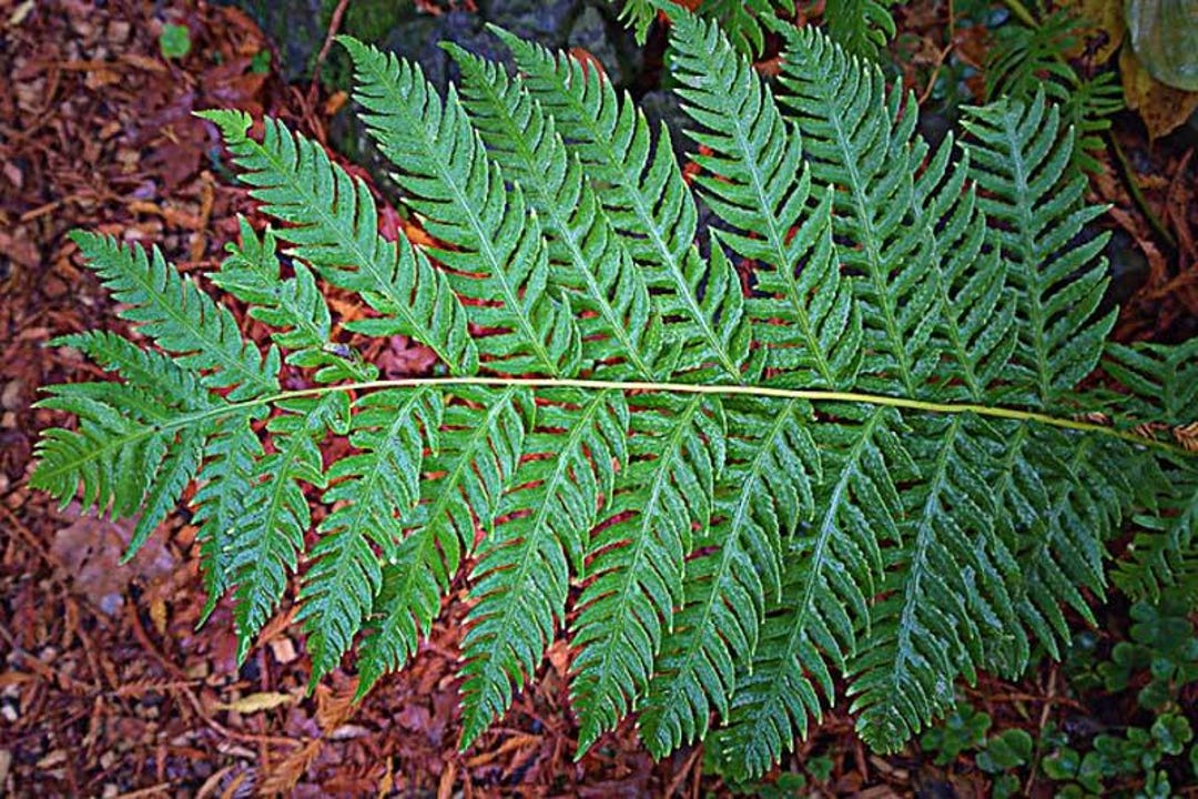 Woodwardia Fimbriata | Giant Chain Fern | Majestic Native Fern | USDA ...