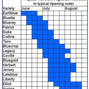 Berry Plant | Blueberry Toro Variety | Deciduous Fruiting Shrub ...