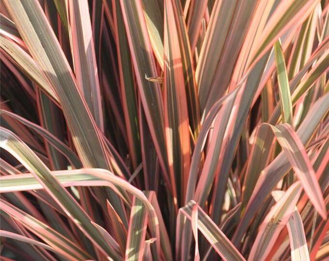 Phormium ‘rainbow Queen’ | New Zealand Flax | Striking Foliage Accent ...