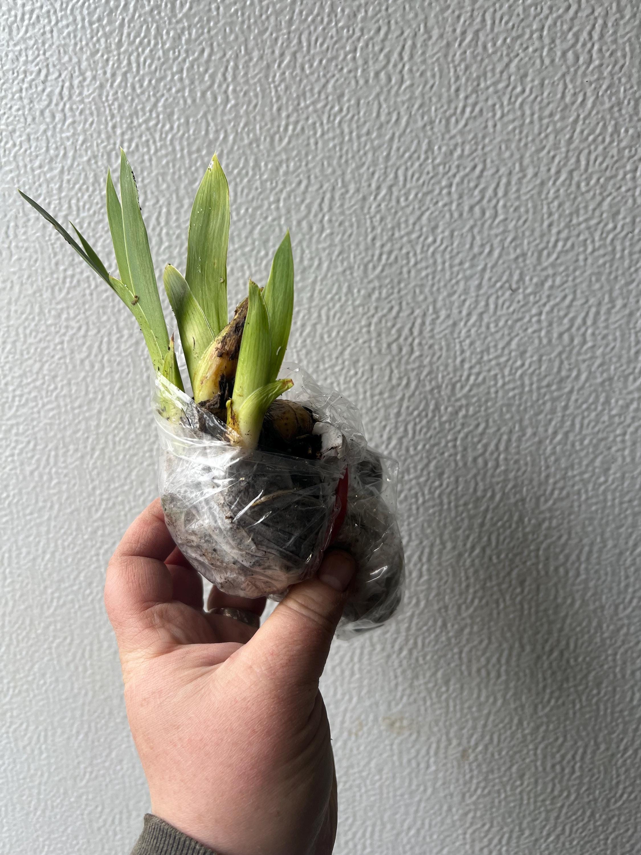 Iris 'crow's Feet' | Bearded Iris | Reblooming Perennial | 1 Bareroot ...
