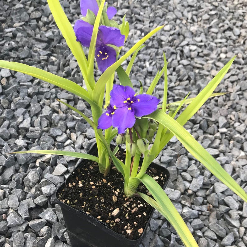 Tradescantia 'sweet Kate' | Golden Spiderwort, Unique Flowering ...