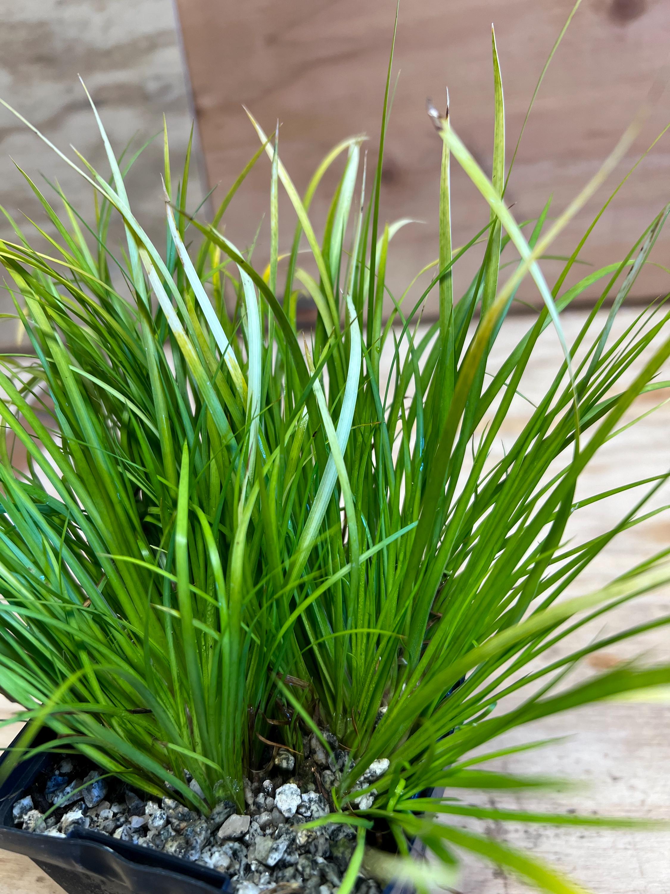 Acorus Gramineus 'minimus Aureus' | Dwarf Golden Sweet Flag Grass ...