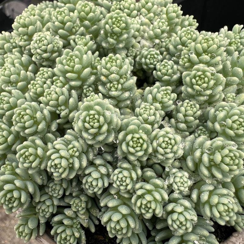 Sedum 'silver Roses' | Blue Stonecrop Succulent, Evergreen - Etsy