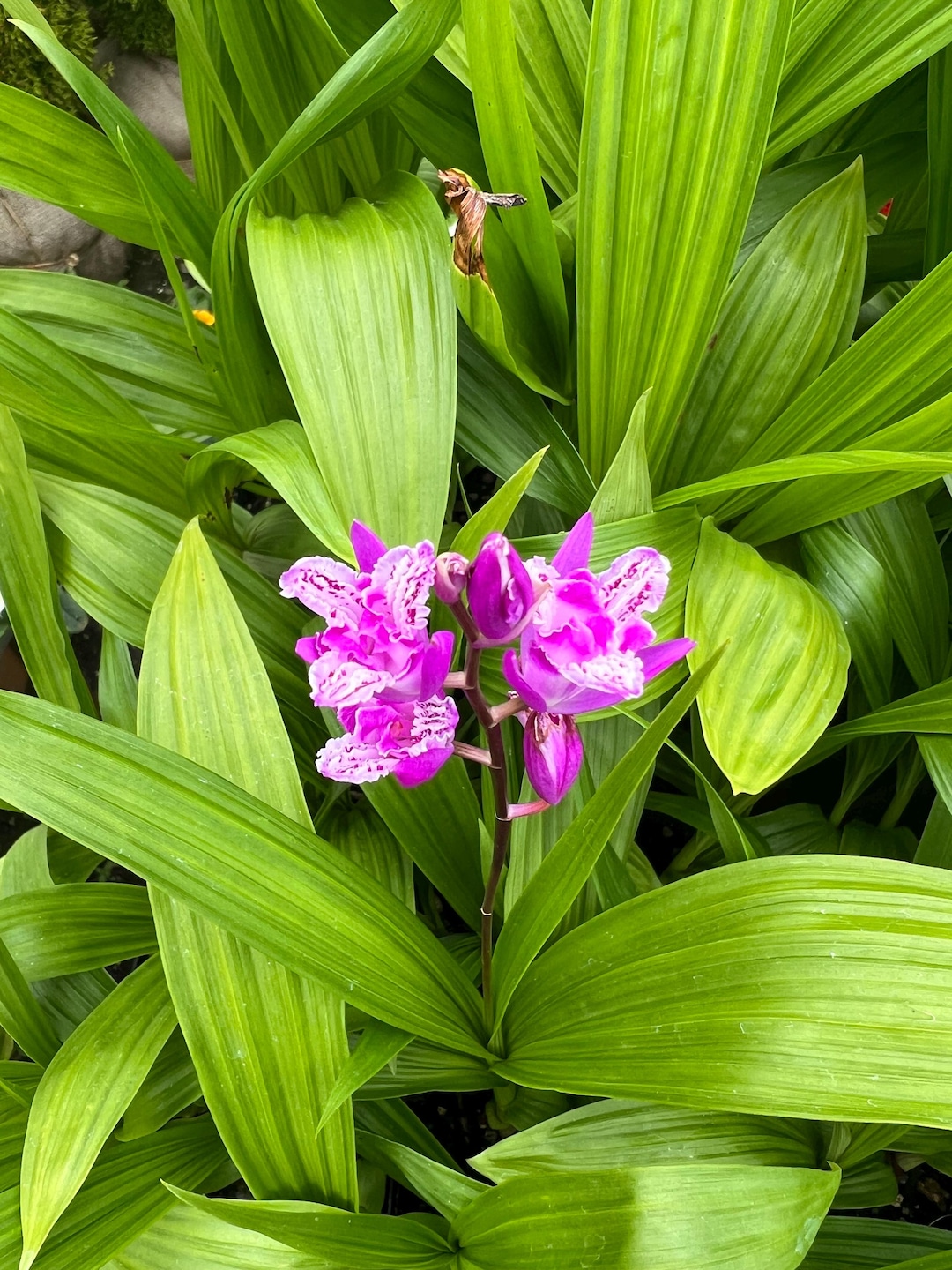 Bletilla Striata 'tri-lips' | Chinese Ground Orchid, Rare Hardy Shade ...