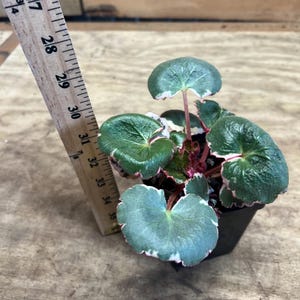 Saxifraga Stolonifera 'tricolor' | Variegated Strawberry Begonia ...