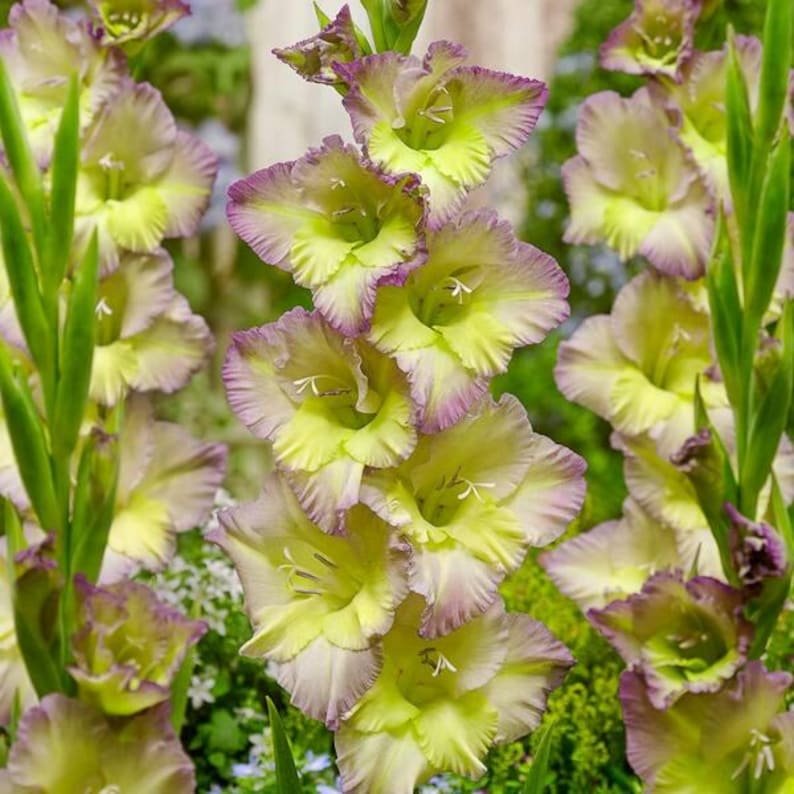Gladiolus 'moonlight Shadows' | Bicolor Sword Lily, Tall Cut Flowers ...