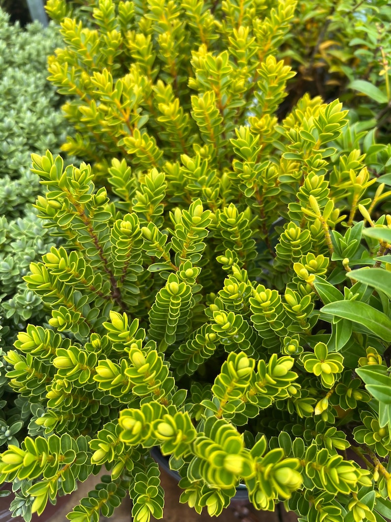Hebe Buxifolia | Boxleaf Hebe, Compact Flowering Evergreen Shrub ...