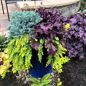 Heuchera 'forever Purple' | Coral Bells, Semi-evergreen - Multiple Size ...
