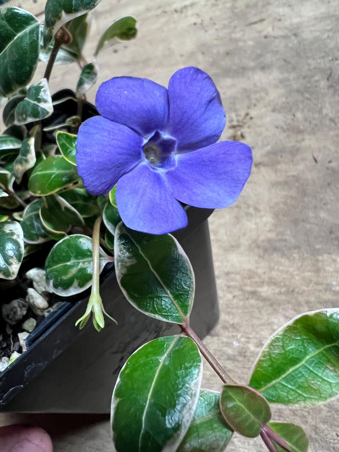 Vinca Minor ‘ralph Shugert’ | Variegated Periwinkle | Blue Flowering ...