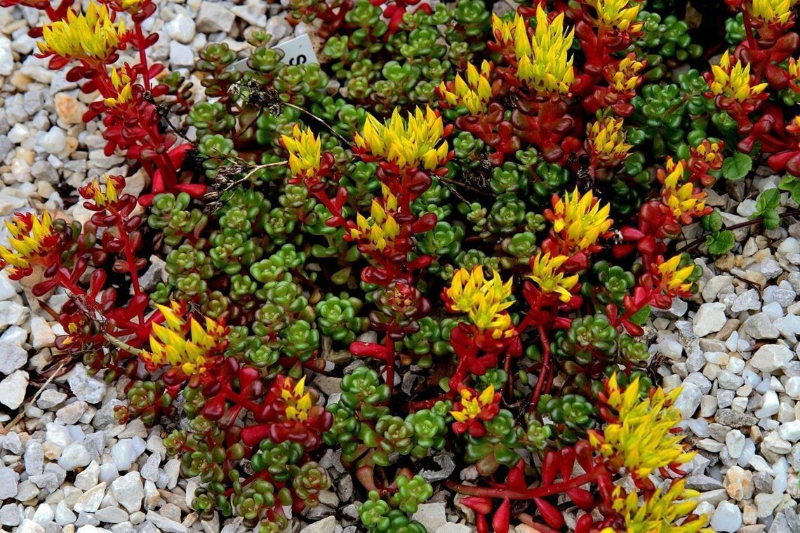 Sedum Oreganum | Pacific Native Stonecrop, Evergreen - Etsy