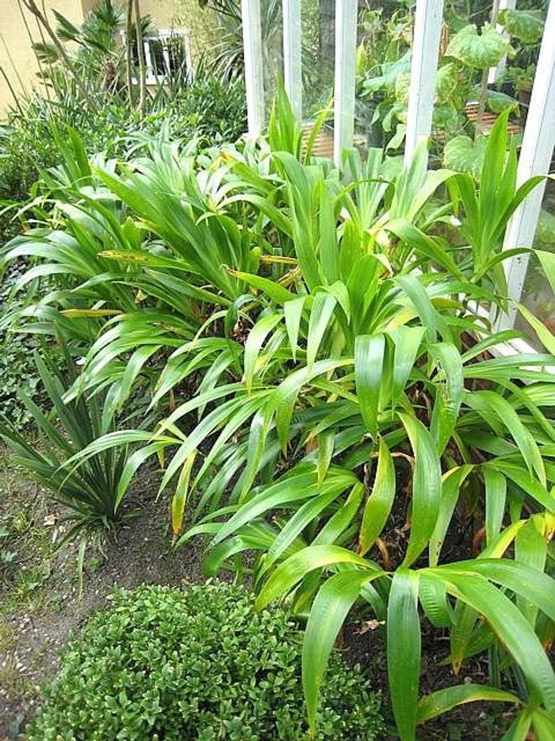 Bamboo Iris, Iris Confusa 1 Bare Root Bulb - Etsy