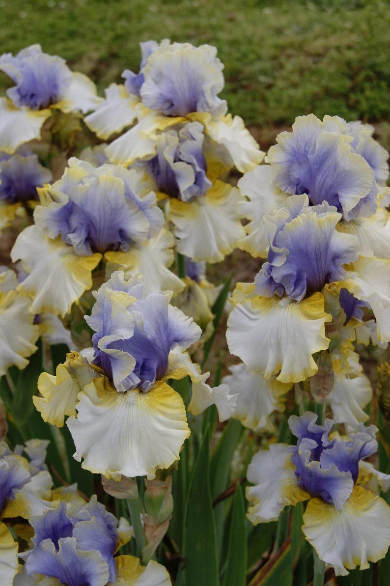 Iris 'easter Charm' | Bearded Iris | 1 Bareroot Rhizome | USDA Zones 3 ...