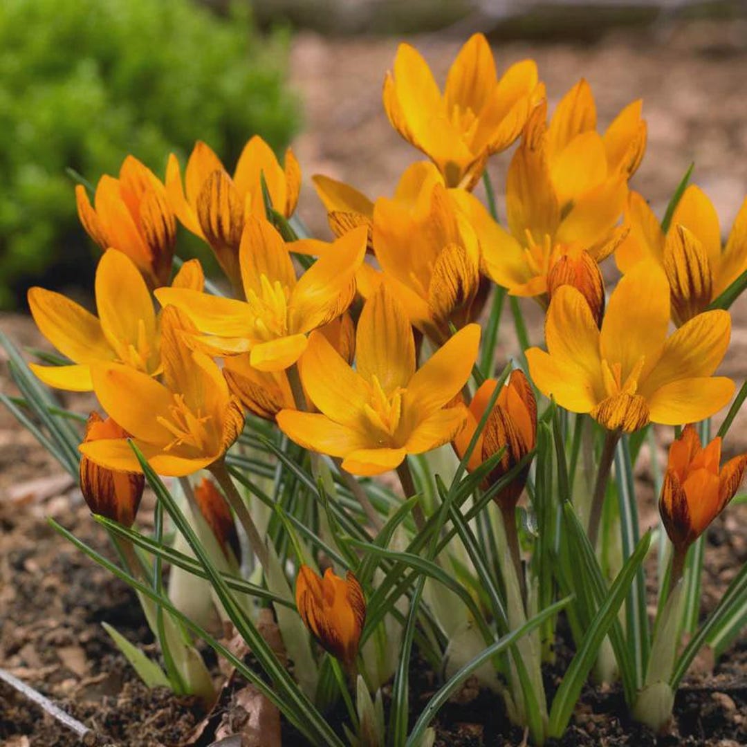 Crocus 'orange Monarch' | Orange Crocus | Oregon Grown | Early Spring ...
