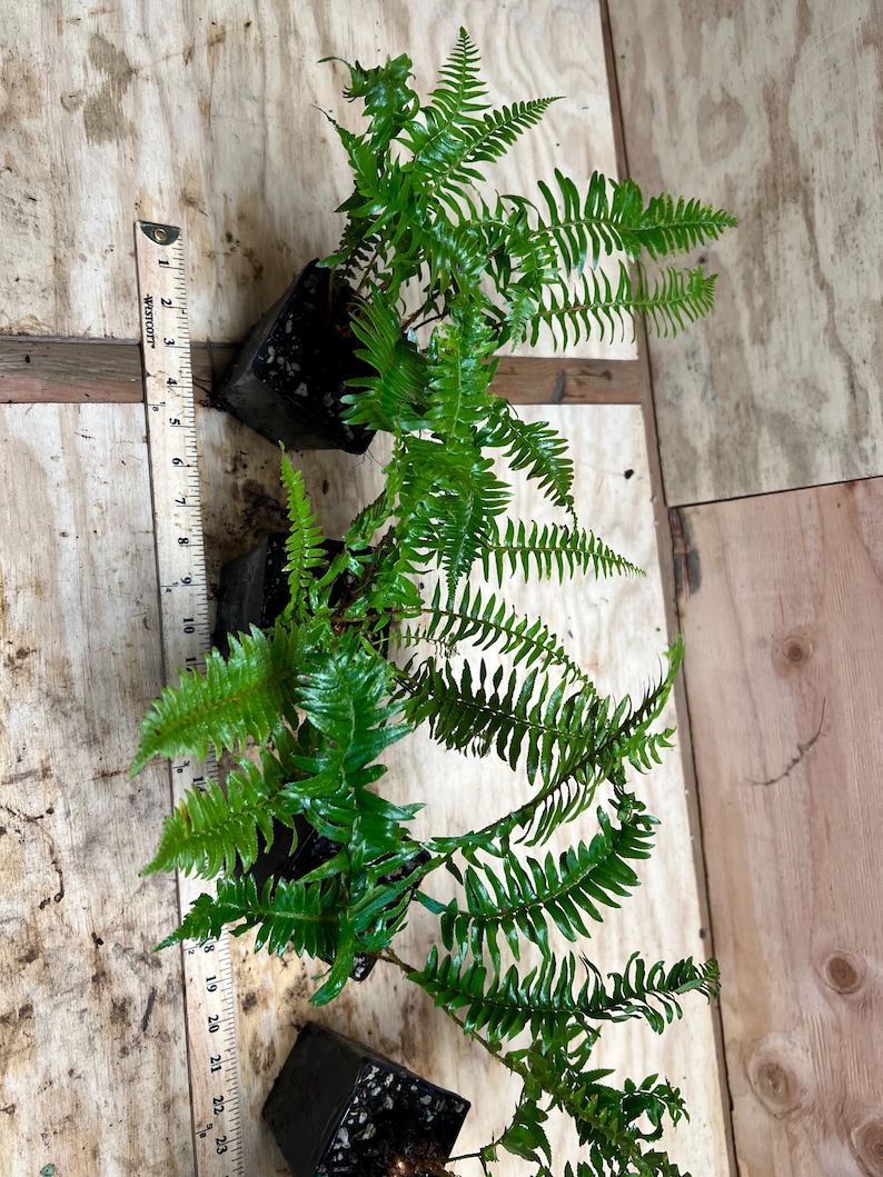 Polystichum Munitum | Western Sword Fern, Evergreen - Pacific Northwest ...