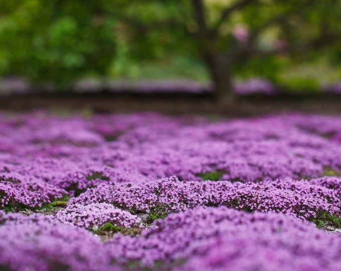Thymus Serpyllum ‘elfin’ | Fragrant Groundcover | Dwarf Creeping Thyme ...
