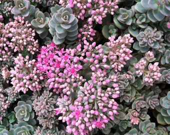 Sedum Oracle, Blue Feathery Stonecrop Succulent, Sedum Forsterianum ...