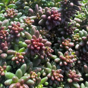 Sedum Red Ice, Red White Stonecrop Succulent, Cold Hardy Evergreen ...