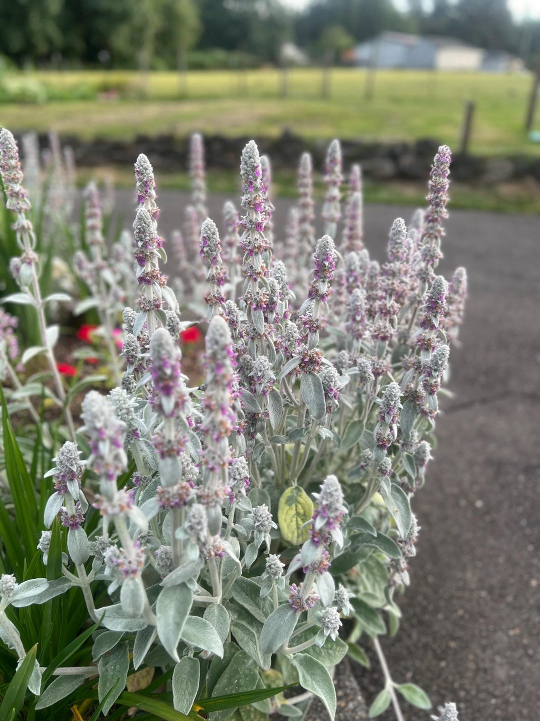 Stachys Byzantina, Lamb's Ear, Evergreen Groundcover, Perennial Drought ...