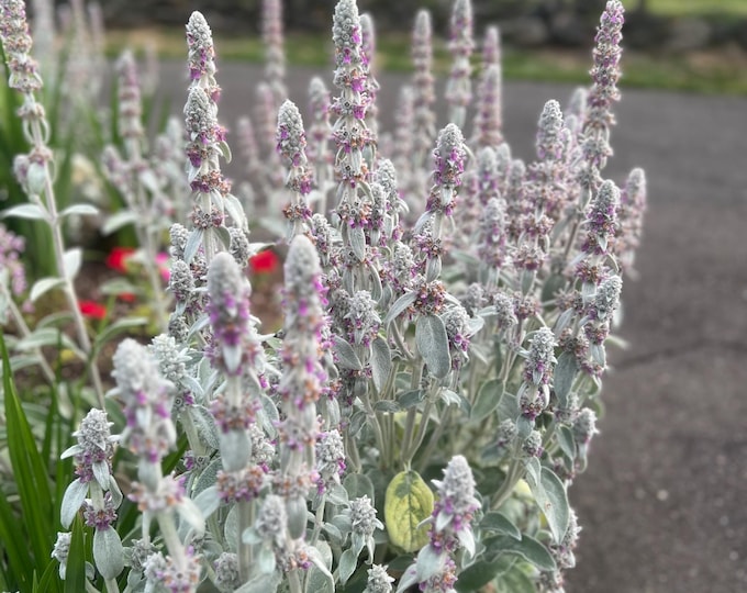 Stachys Byzantina, Lamb's Ear, Evergreen Groundcover, Perennial Drought ...