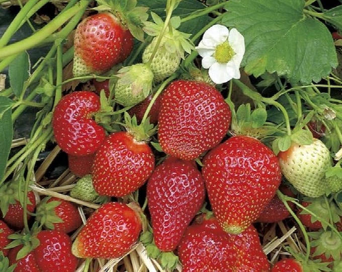 Berry Plant | Strawberry Tristar Variety | Ever-bearing Strawberry ...