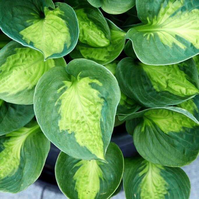 Hosta Sunset Grooves, Small Variegated 1 Gallon, Well Rooted Plant - Etsy