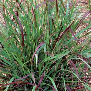 Panicum 'prairie Flame', Ornamental Red Switchgrass - 6” Pot (1 Gallon ...