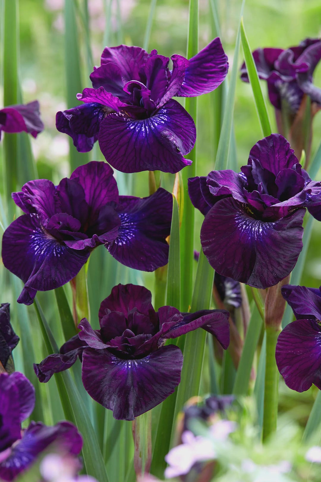 Iris Sibirica 'purpleicious' | Siberian Iris | Hardy Perennial | USDA ...
