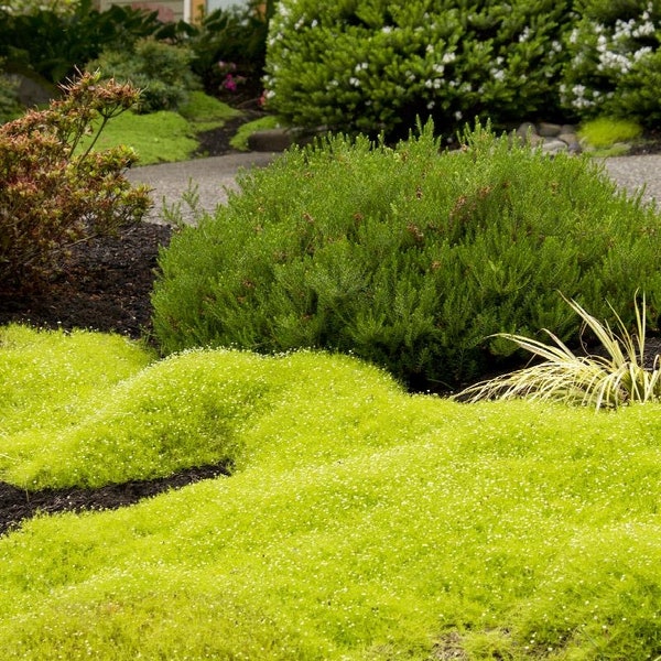 Scotch Moss Seeds - Etsy