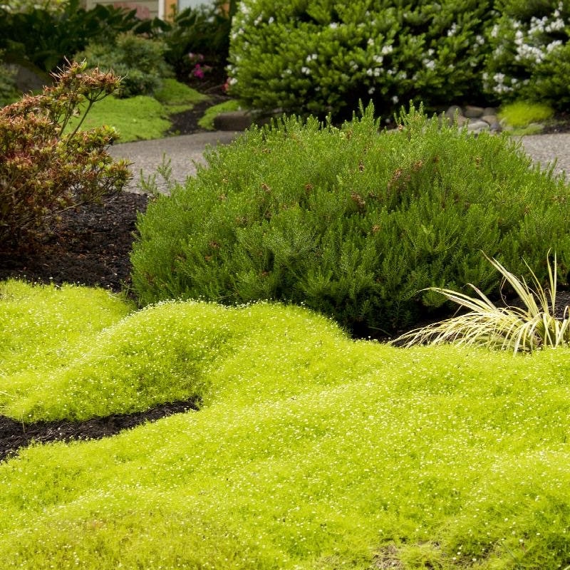 Scotch Moss Seeds - Etsy