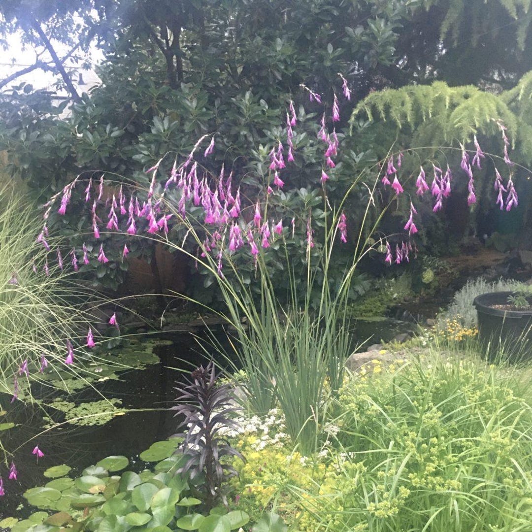 Dierama Pulcherrimum | Angel’s Fishing Rod | Graceful Perennial | USDA ...